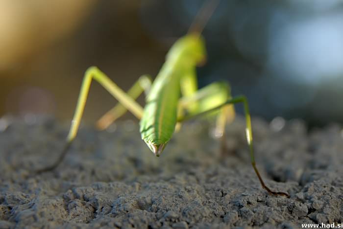 Bogomolka - Mantis religiosa