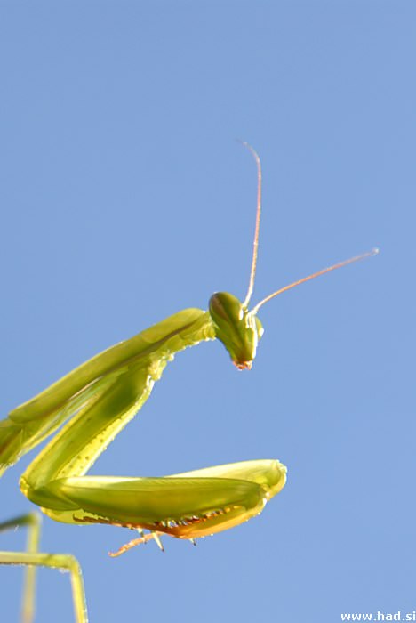 Bogomolka - Mantis religiosa