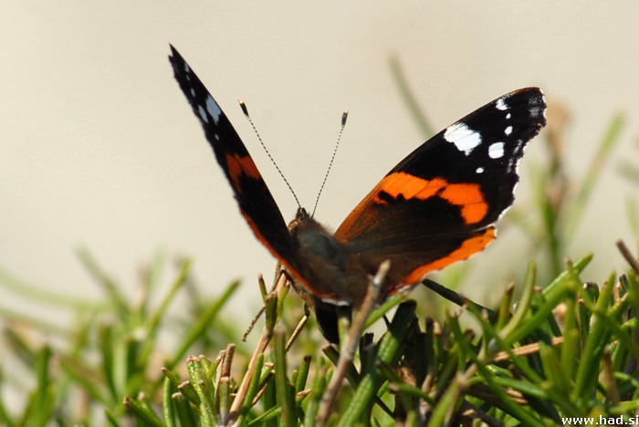 Poziral mi je metulj - Lepidoptera