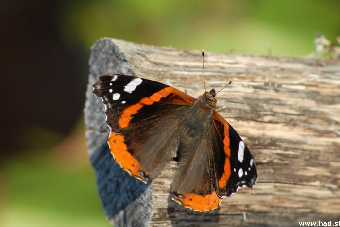 Poziral mi je metulj - Lepidoptera