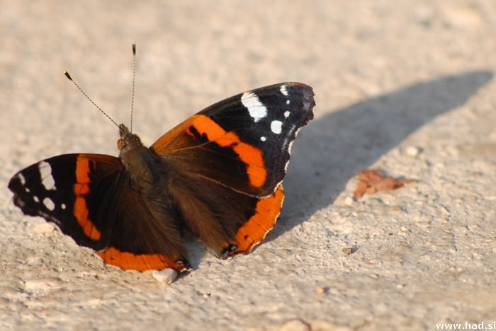 Poziral mi je metulj - Lepidoptera