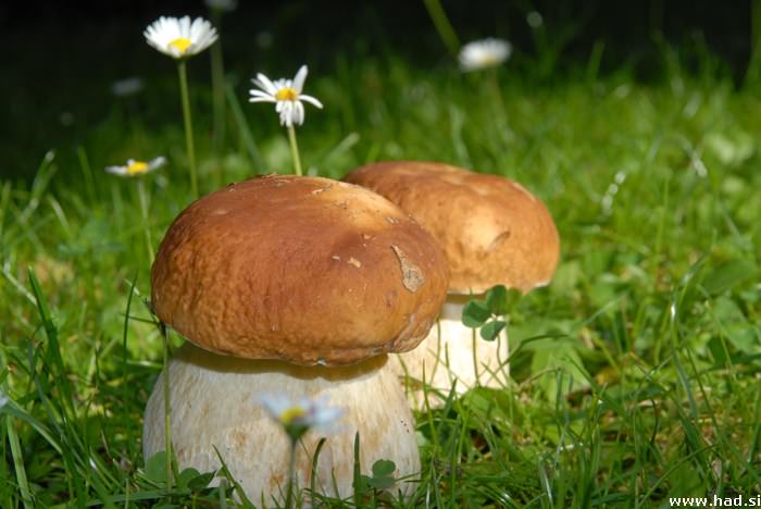 Jurčki za nedeljsko kosilo