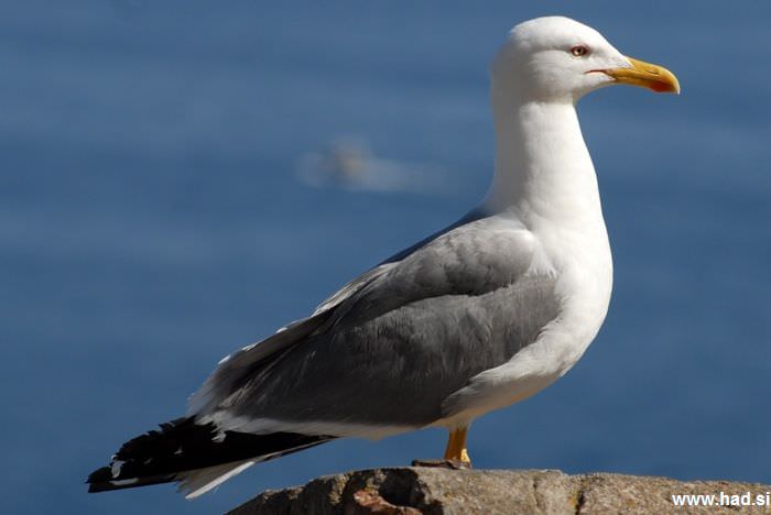 Poziral mi je tič - Laridae