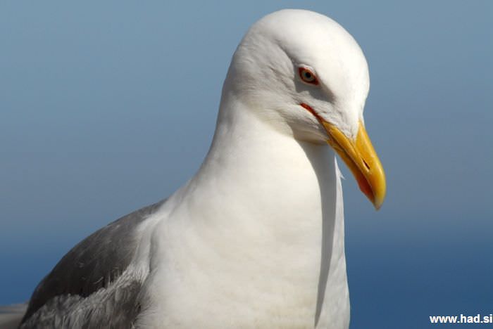 Poziral mi je tič - Laridae