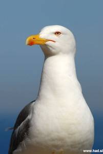 Galeb v letu - had blog