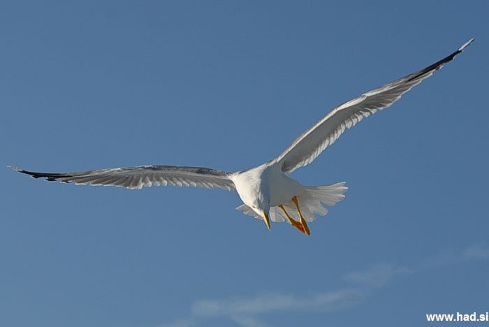 Galeb v letu - had blog