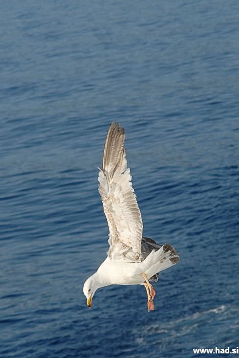 Galeb v letu - had blog