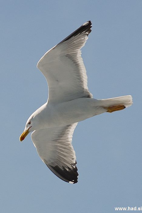 Galeb v letu - had blog