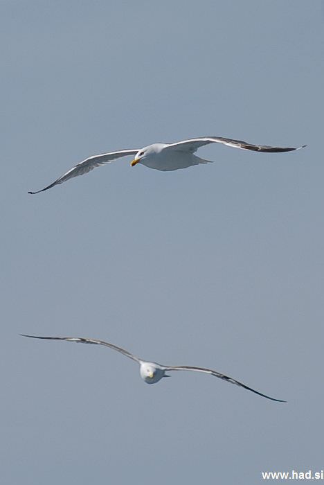 Galeb v letu - had blog