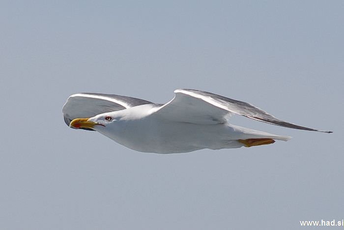 Galeb v letu - had blog