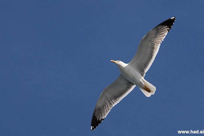 Galeb v letu - had blog