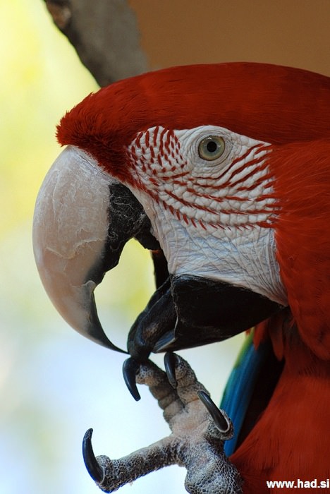 Papige - znanstveno ime Psittaciformes - jejo led