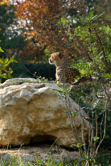Gepard - fotografije