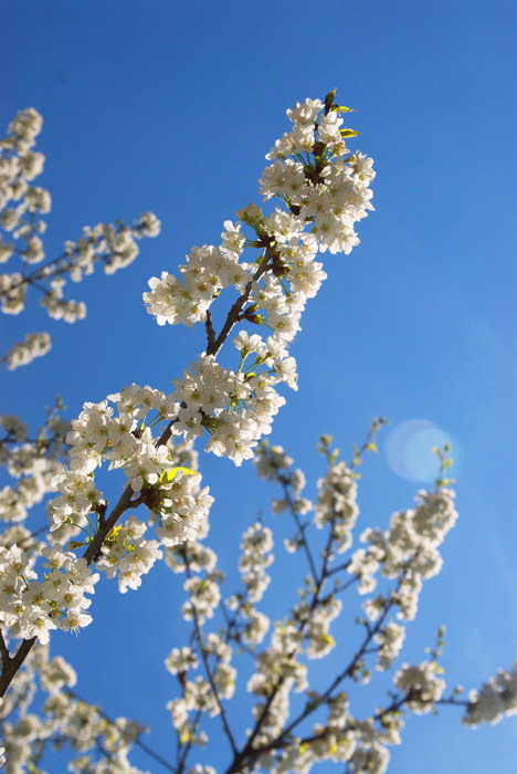 Samo en cvet, en češnjev cvet - Karel Destovnik Kajuh