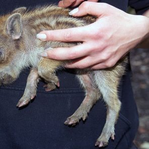 Divji prašiček aka divja svinja - fotografije