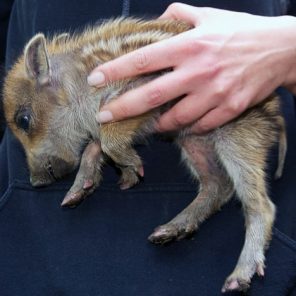 Divji prašiček aka divja svinja - fotografije