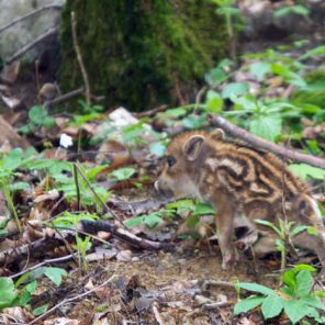 Divji prašiček aka divja svinja - fotografije