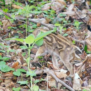Divji prašiček aka divja svinja - fotografije