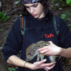 Divji prašiček aka divja svinja - fotografije