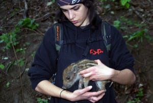 Divji prašiček aka divja svinja - fotografije