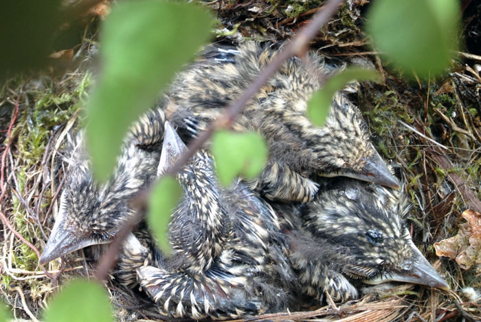 Ptički na mojem balkonu - fotografije