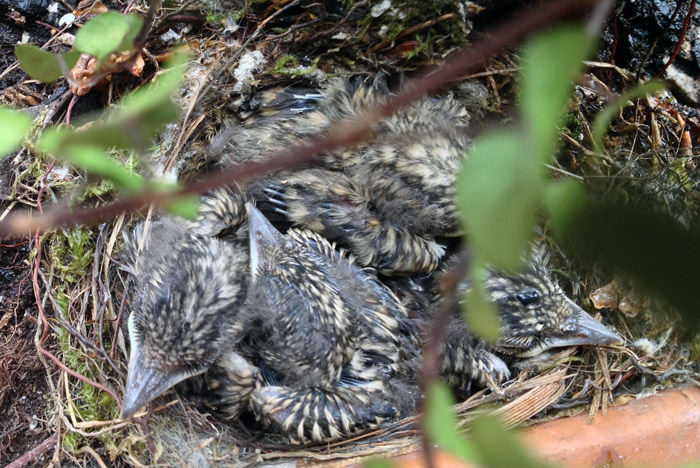 Ptički na mojem balkonu - fotografije