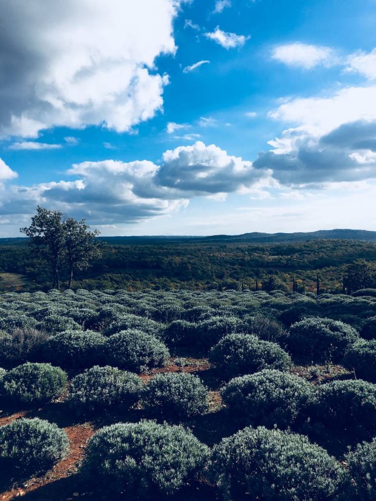 Park Histria Aromatica / v bližuni kraja Golaš v Istri / nasvet za izlet